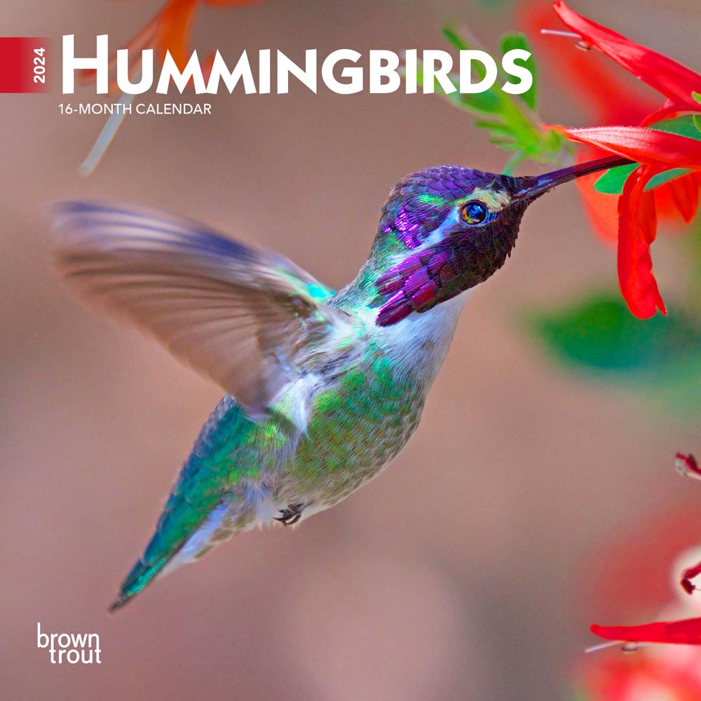 Calendario de pared: Hummingbirds 2024 MINI 7x7 - BROWNTROUT