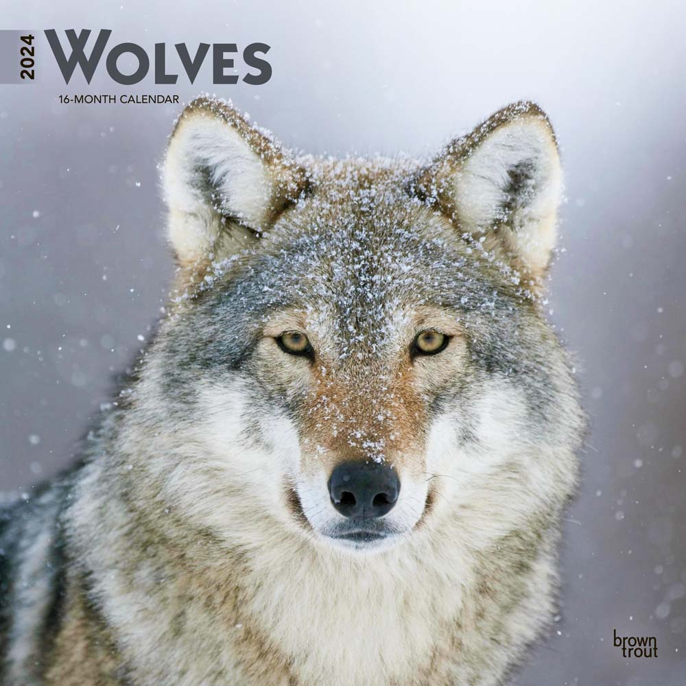Calendario de pared: Wolves 2024 SQUARE - BROWNTROUT